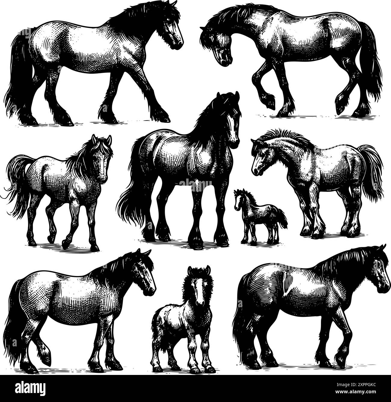 A series of black and white horse silhouettes are shown in various ...