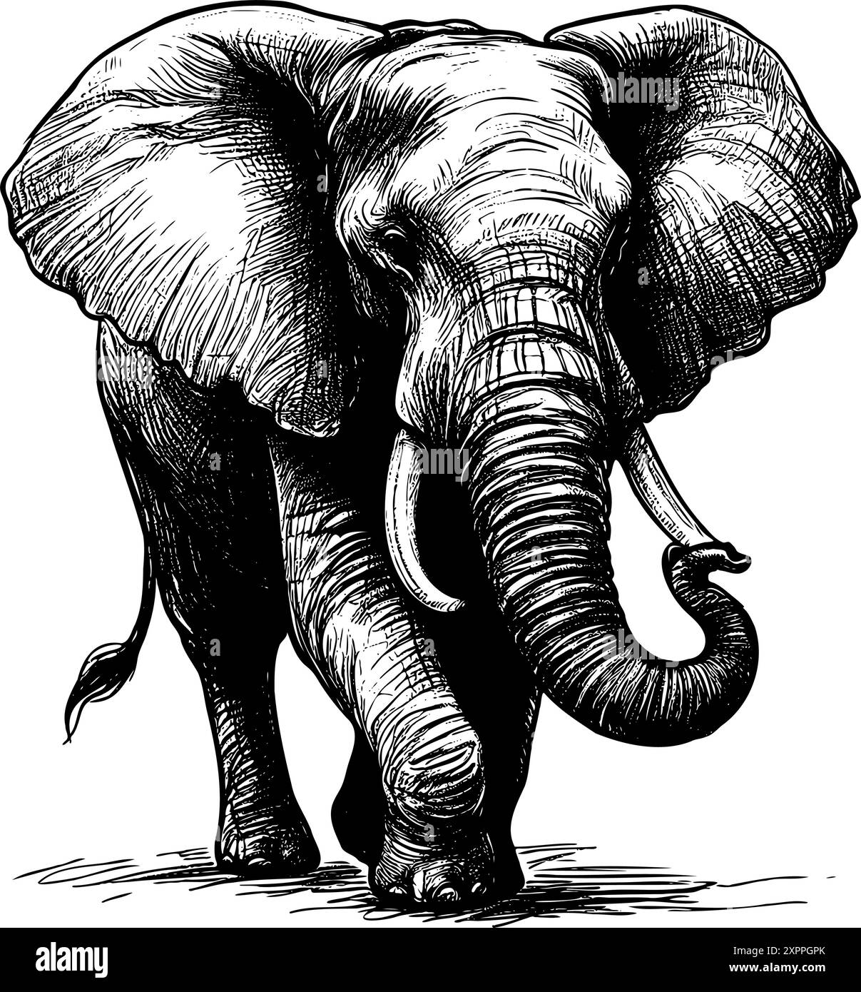 black and white drawing an elephant with its trunk raised. elephant ...