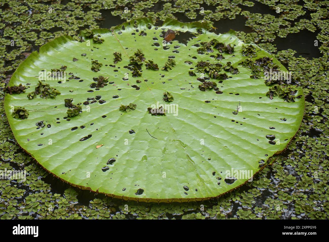 super close-up of Brazilian plant called Victoria Regia Stock Photo - Alamy