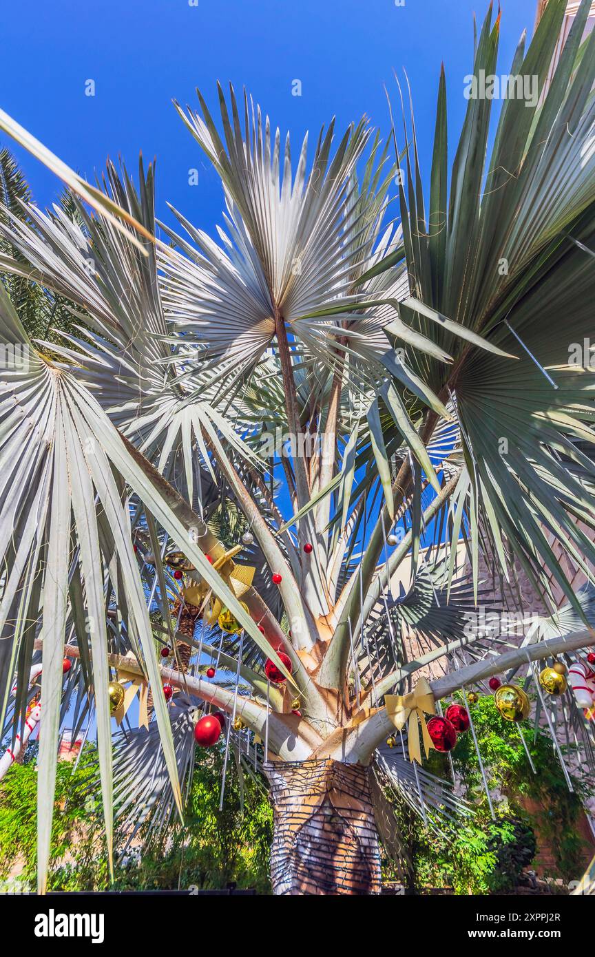 Christmas decorations on a palm tree, Aqaba, Jordan Stock Photo - Alamy
