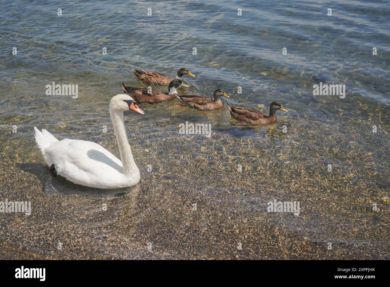 A Swan (cygnus) and ducks swimming on lake Bracciano, Lazio, Italy ...