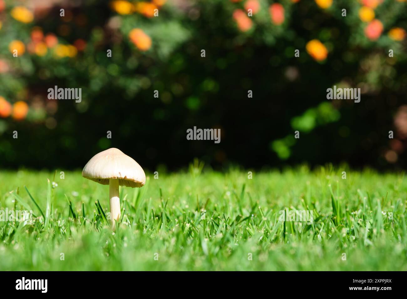 A light beige to off-white toadstool that has pushed its way up through ...