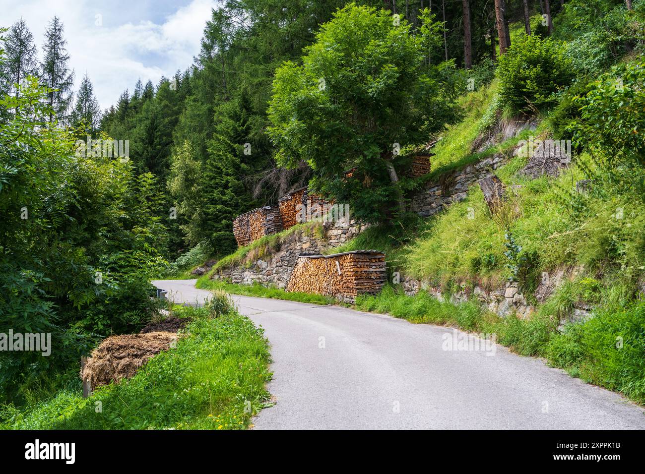 A narrow asphalt road passes through a dense forest. There are cut down ...