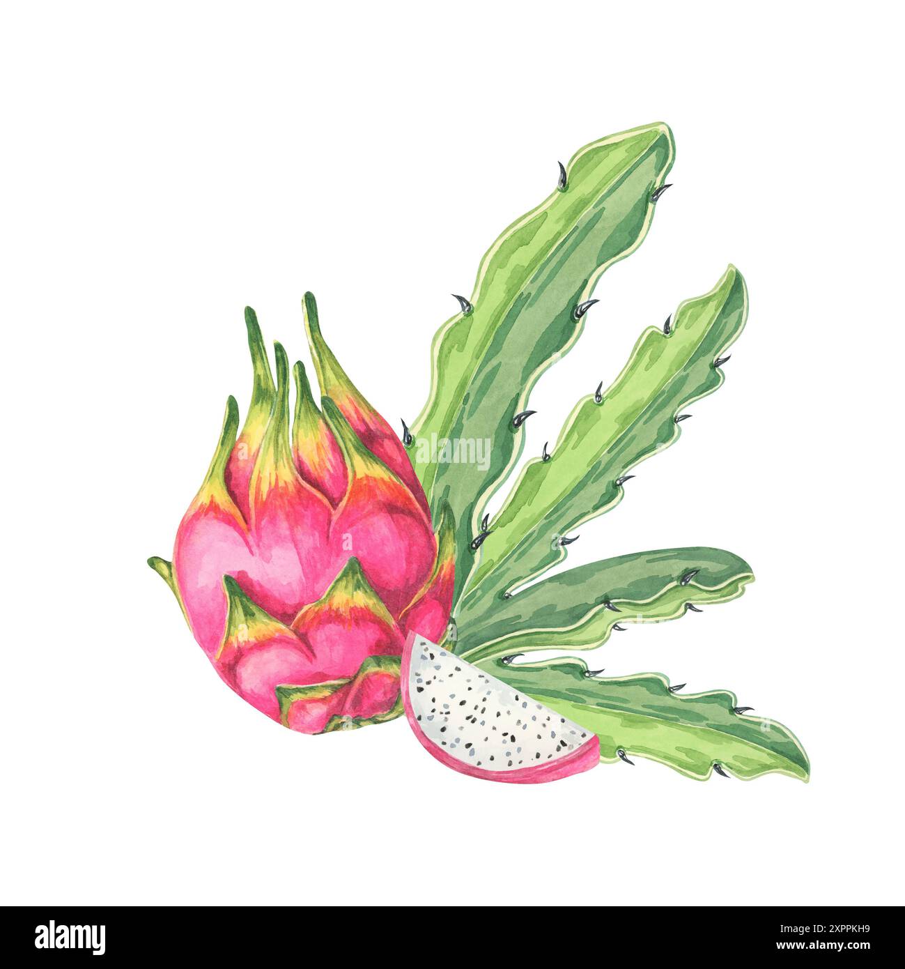 Dragon fruit watercolor clipart showing a whole pink fruit and a cut ...
