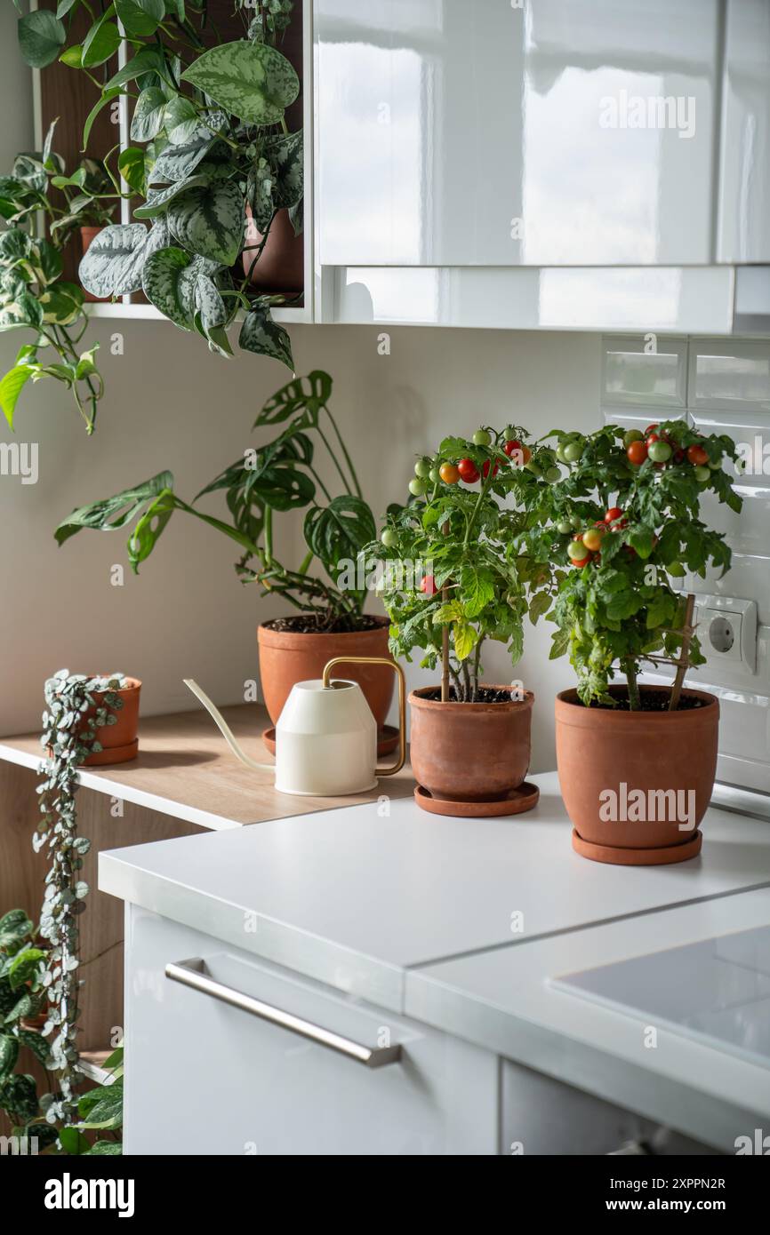 Homegrown small bush of balcony cherry red tomato in clay pot growing with houseplants at home ...
