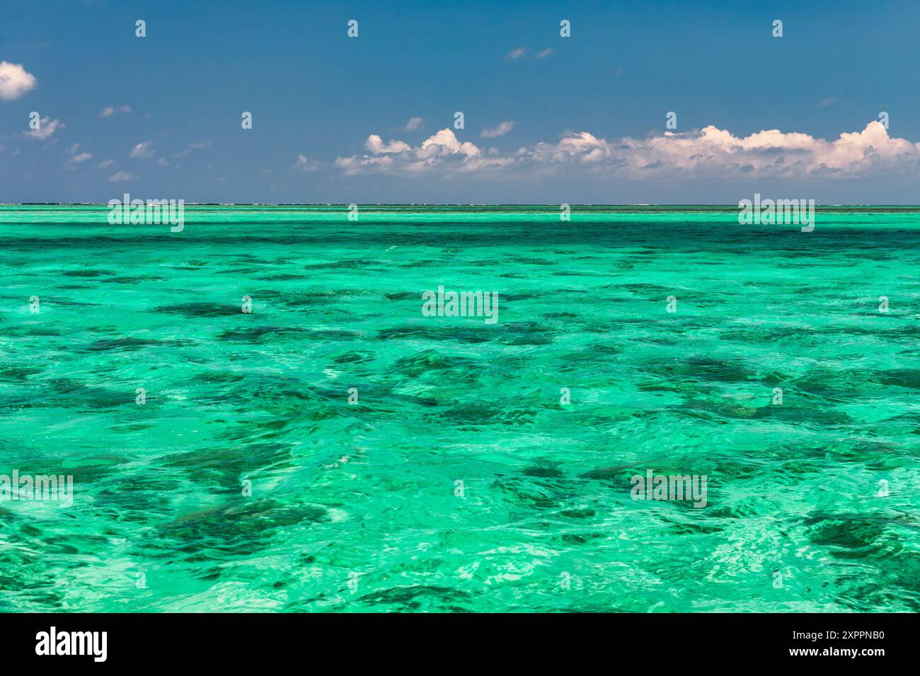 Water surface in vibrant green. View of a crystal clear sea water ...