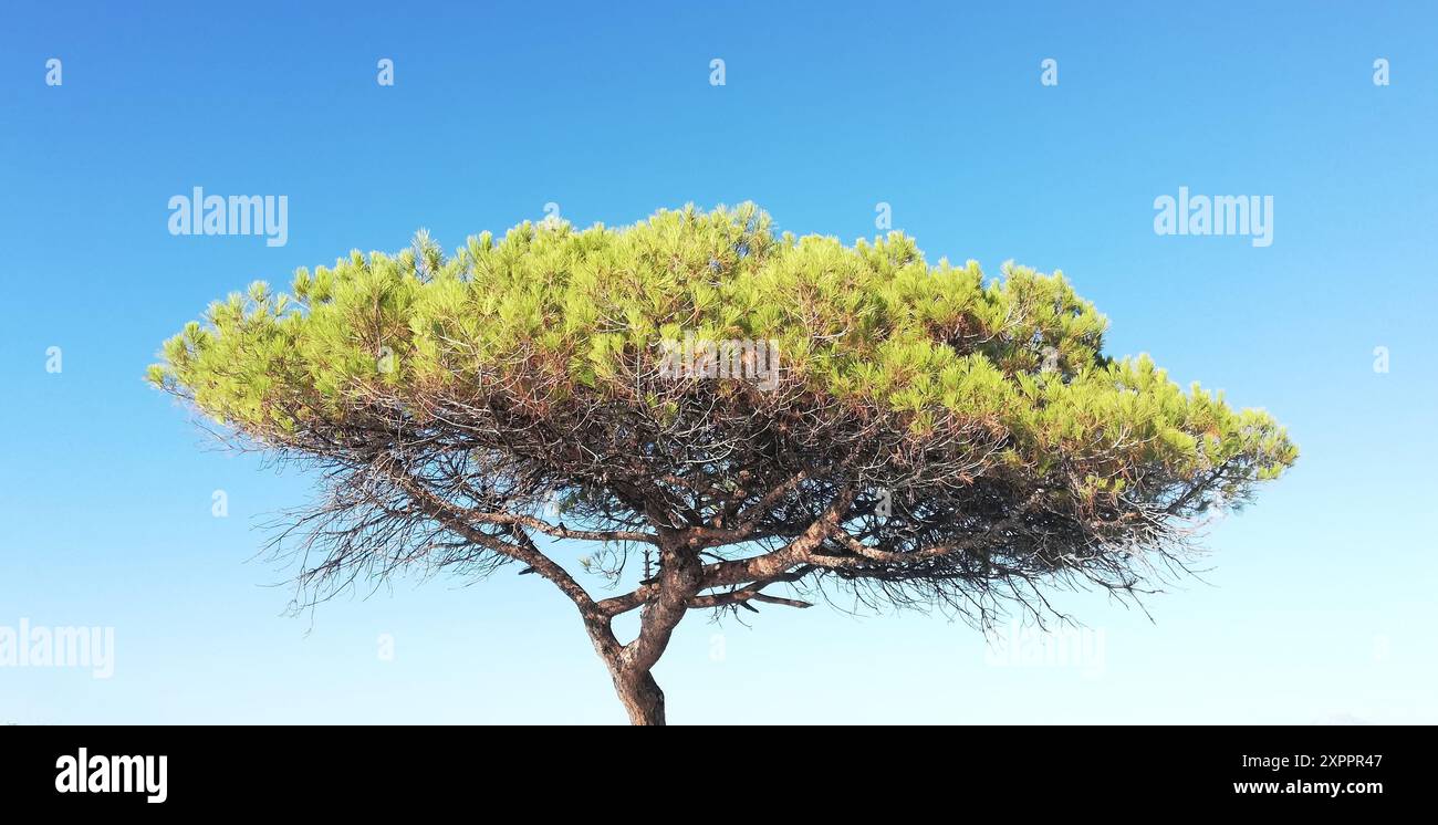 Tree in the sky, Italian stone pine (Pinus pinea Stock Photo - Alamy