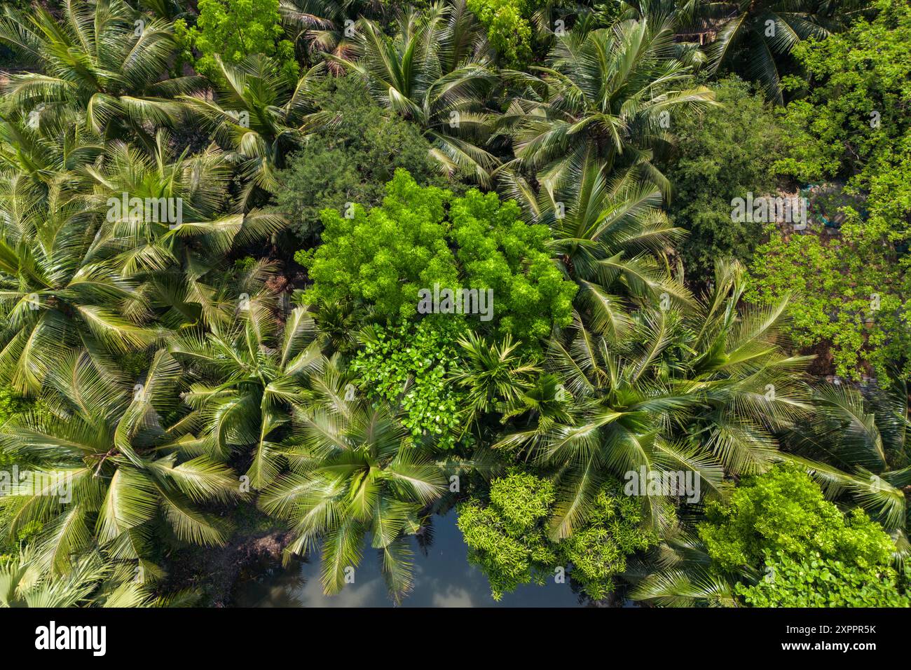 Aerial view of coconut trees, near Rakhalgachhi, Bagerhat district ...