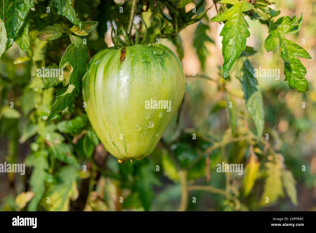 organically grown green tomato ripening on the plant freshly watered Stock Photo - Alamy
