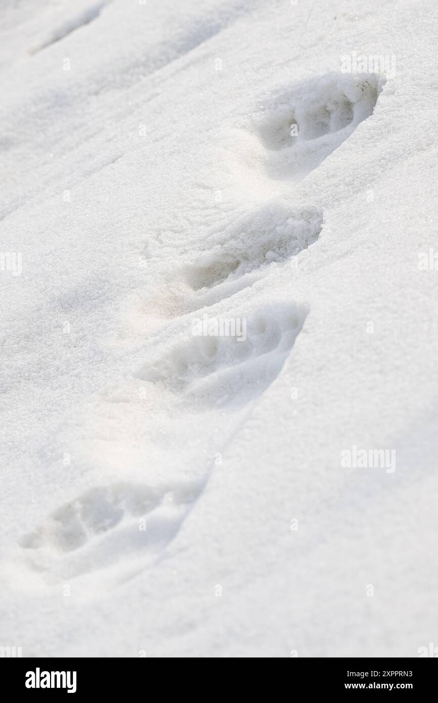 Closeup shot animal footprint trail hi-res stock photography and images ...