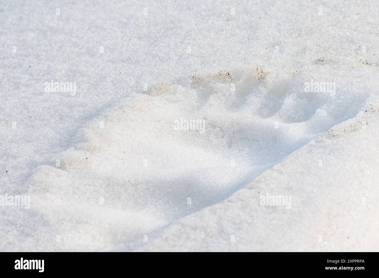 Closeup shot animal footprint trail hi-res stock photography and images ...