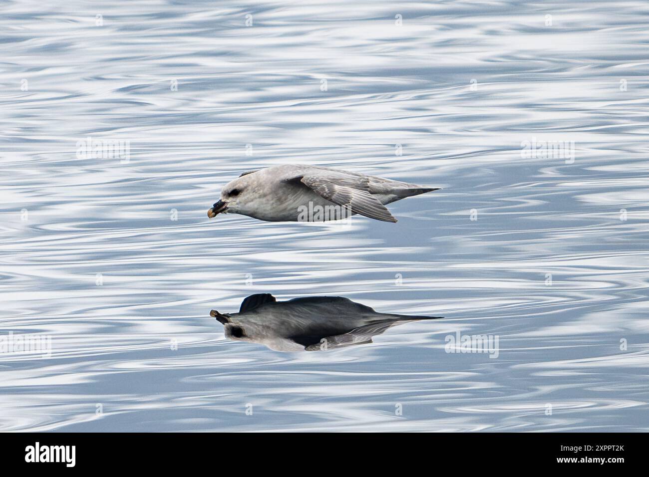 Northern Fulmar (Fulmarus glacialis) flying, Spitsbergen, Svalbard ...