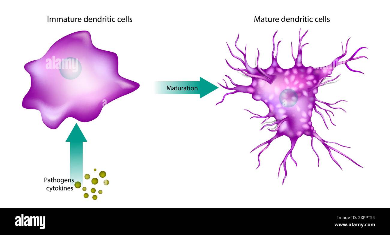 Maturation Dendritic Cells. Immature and Mature dendritic cells ...
