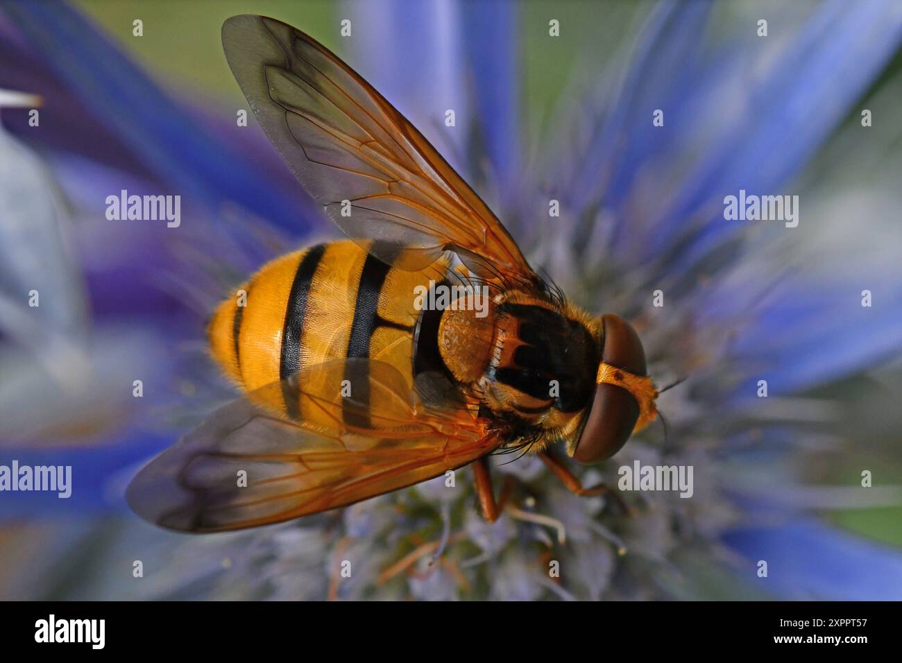 Hornet mimic hover fly hi-res stock photography and images - Alamy