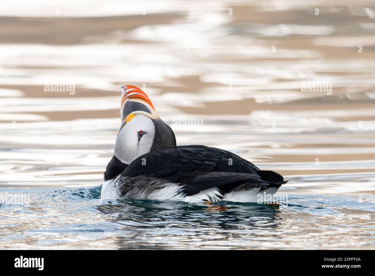 Atlantic Puffin (Fratercula arctica) swimming in the sea, Spitsbergen ...