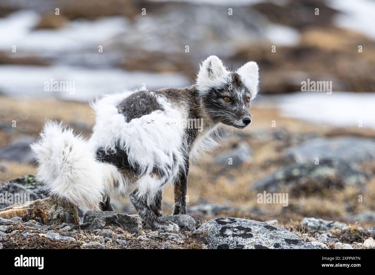 Arctic fox (Vulpes lagopus) in coat change, portrait, Spitsbergen ...