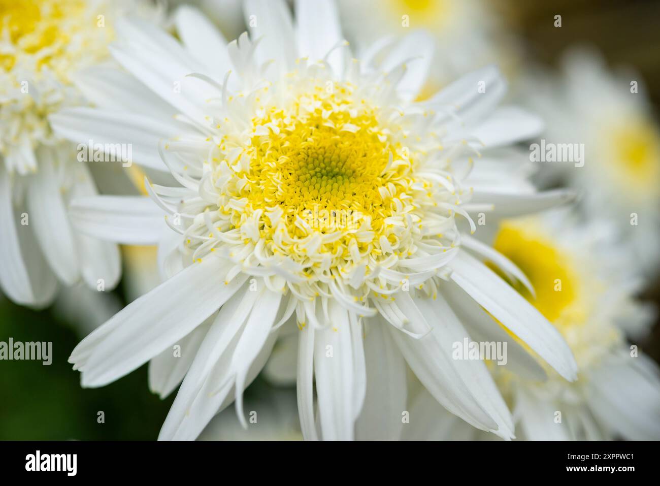 Double white shasta daisy hi-res stock photography and images - Alamy