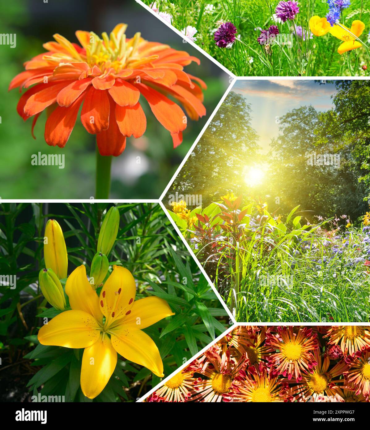 Collage wildflowers hi-res stock photography and images - Alamy