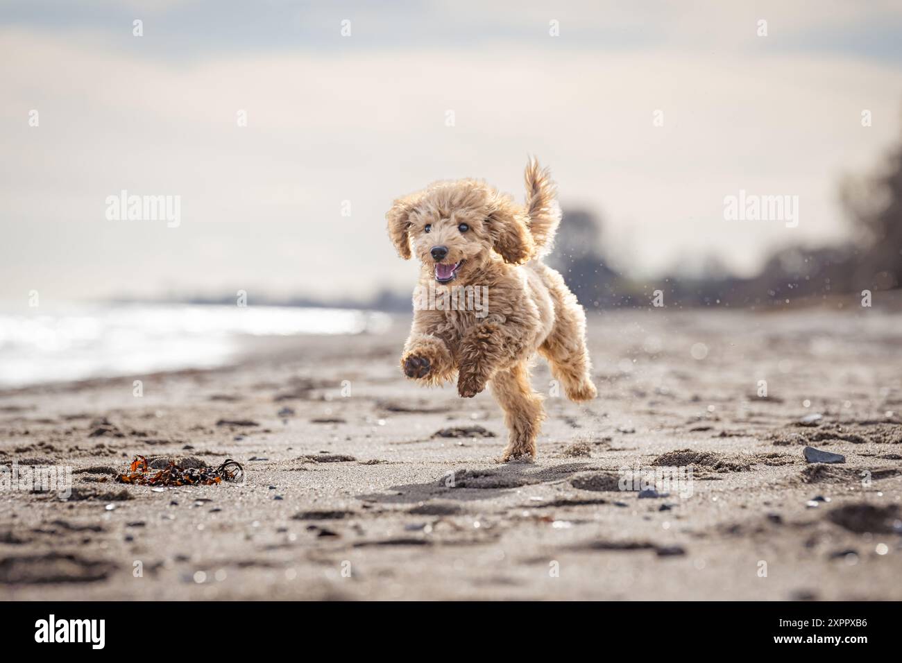 Miniature poodle running on hi-res stock photography and images - Alamy
