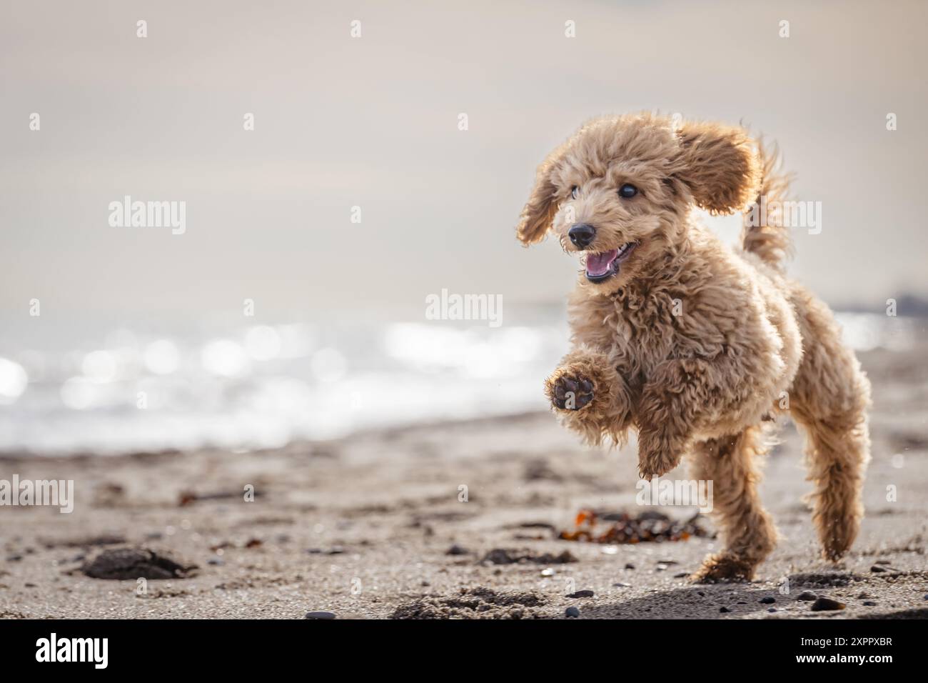 Miniature poodle running on the beach, backlight Stock Photo - Alamy