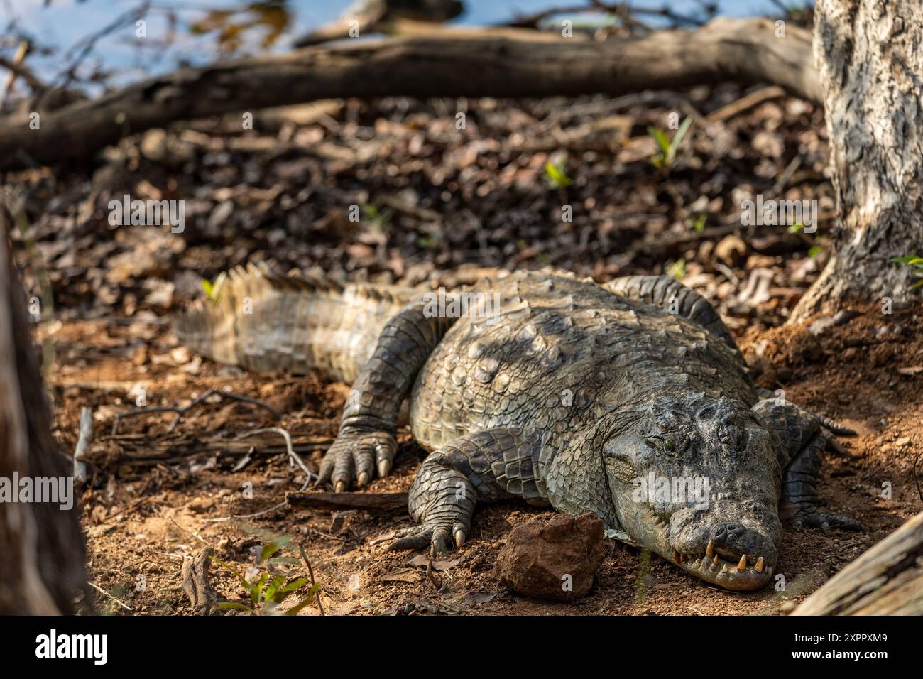 Mugger or Marsh Crocodile laying down looking at the camera on the ...