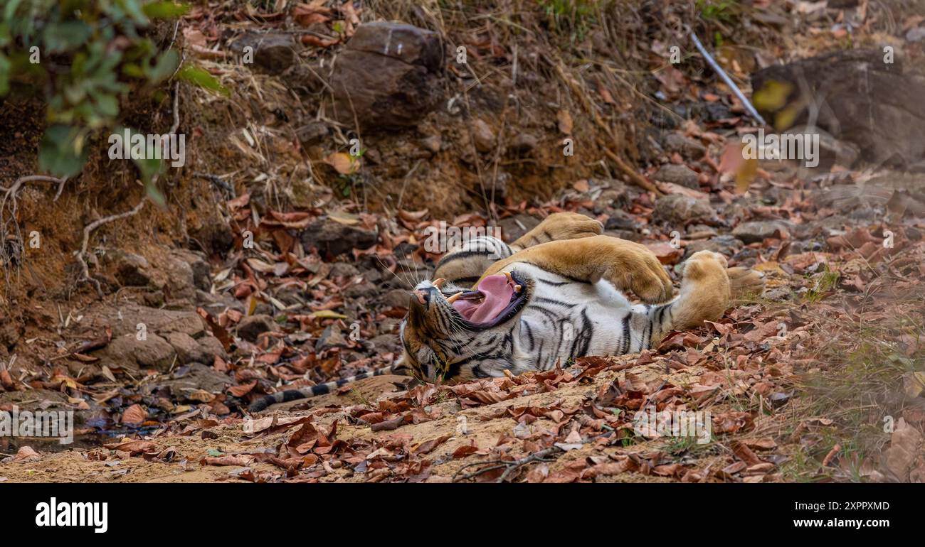 Bengal or Indian Tiger rolling on its back with mouth open and tongue ...