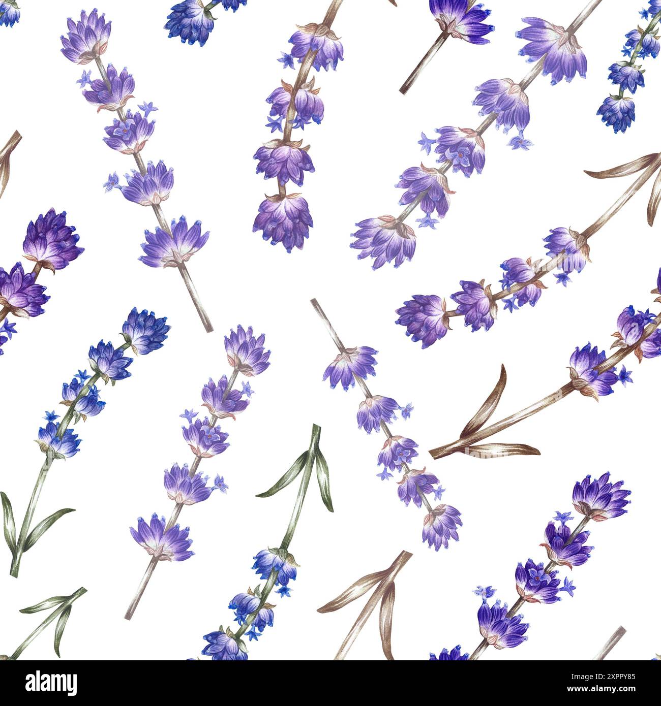 Lavender. Seamless pattern of lavender flowers. A hand-drawn watercolor ...