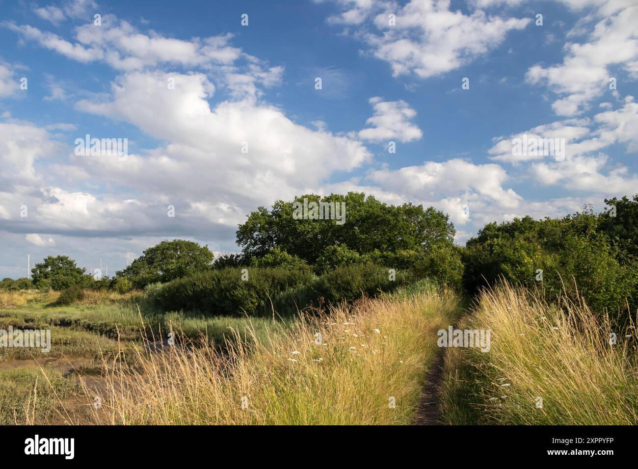 Footpath along the Saltmarsh at Brandy Hole, Hullbridge, Essex, England ...