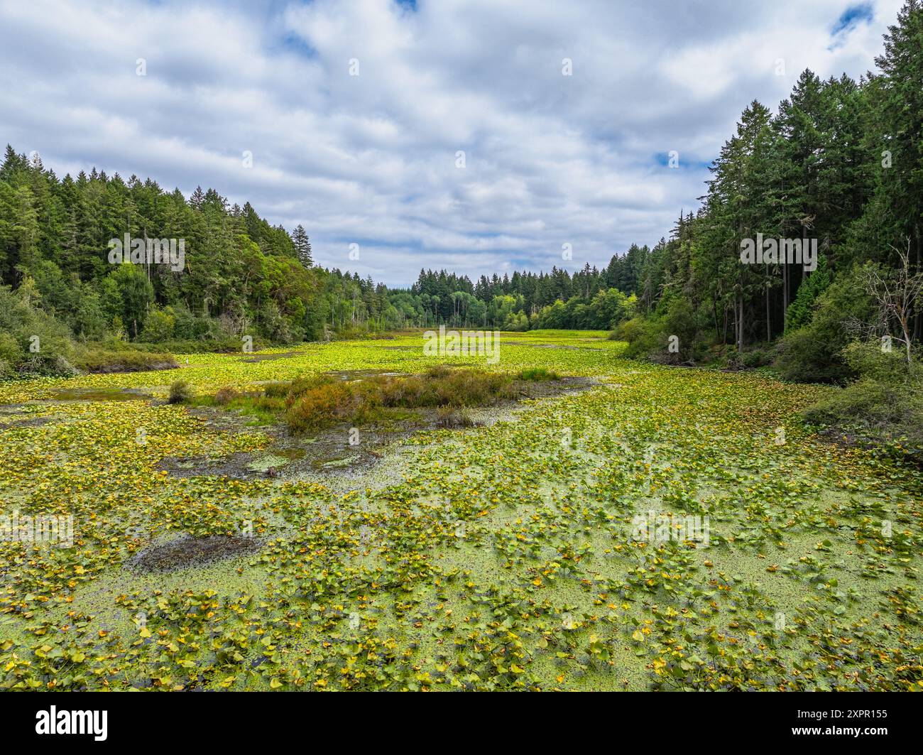 A drone landscape image of Fisher Pond on Vashon Island in Washington ...