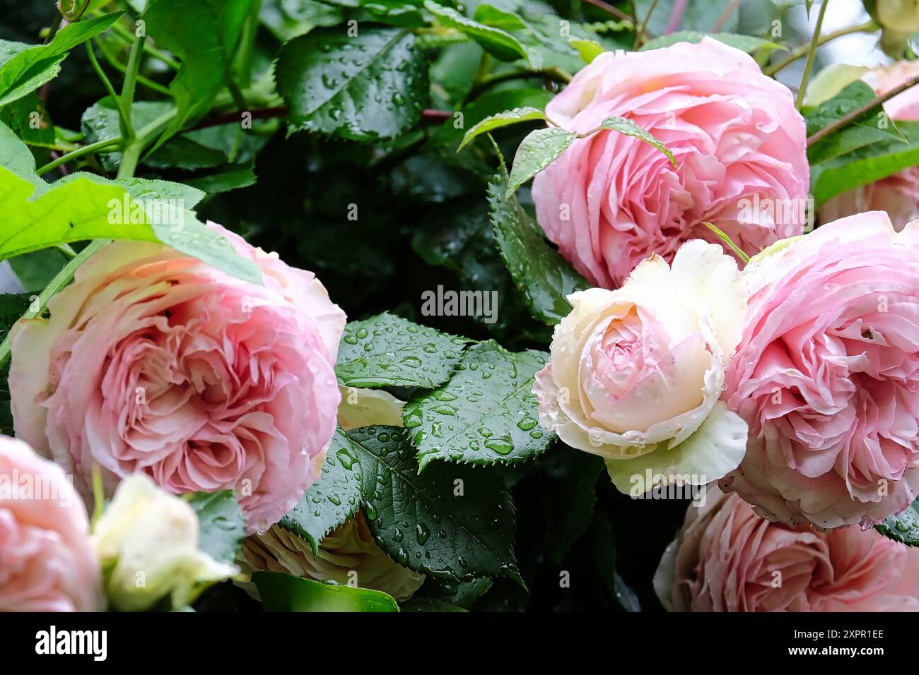 Classic beautiful garden roses hi-res stock photography and images - Alamy