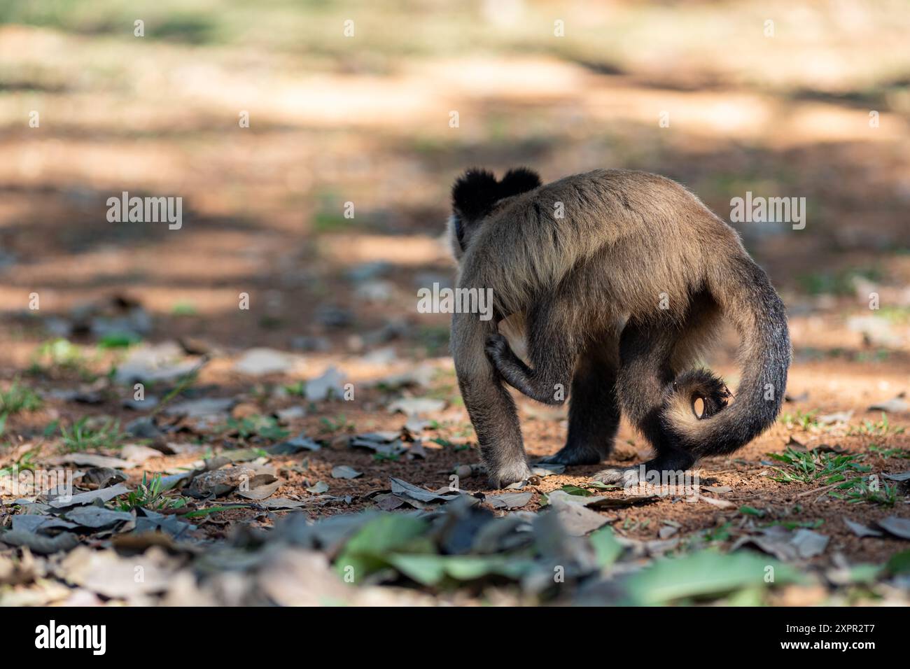 A capuchin monkey walking on the ground in a forested area. Brazil ...
