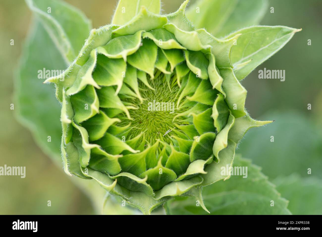 Eton, UK. 7th August, 2024. Pretty yellow sunflowers planted at the ...
