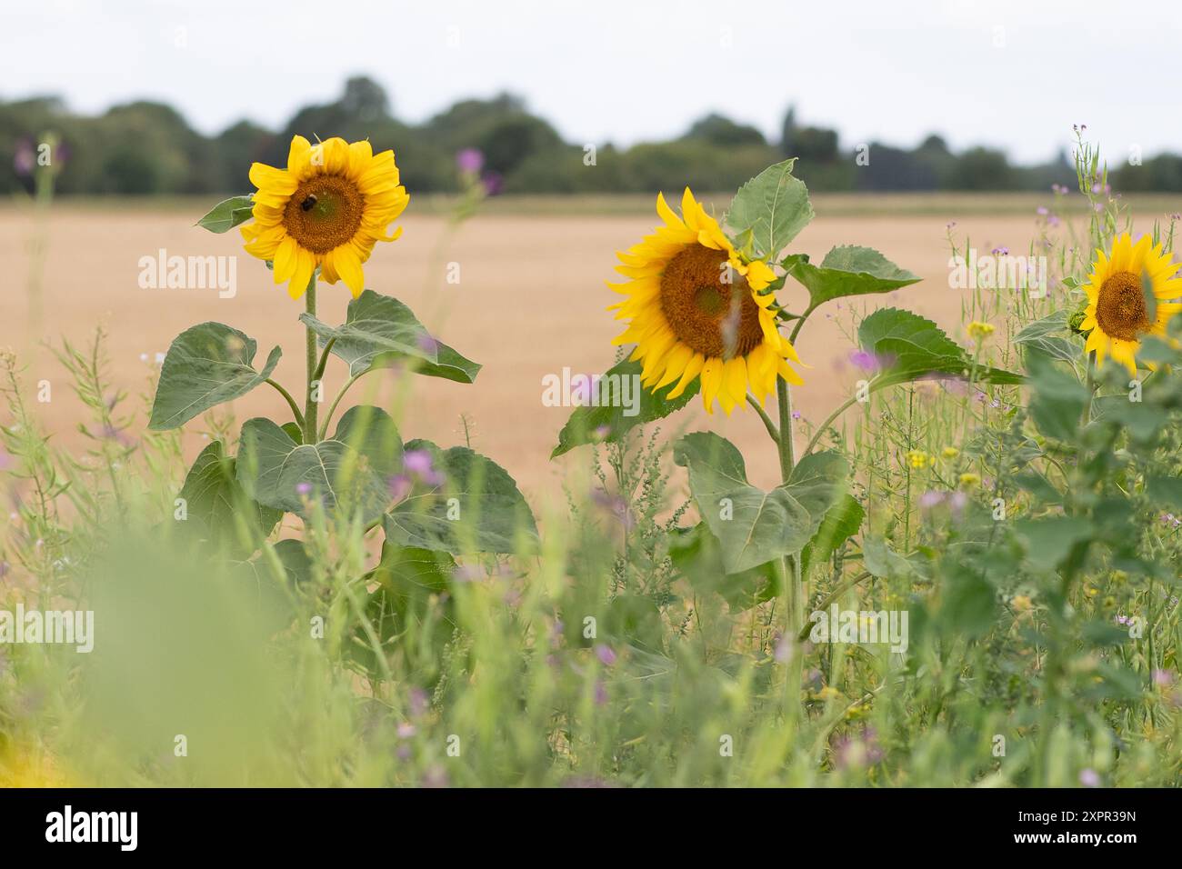 Eton, UK. 7th August, 2024. Pretty yellow sunflowers planted at the ...