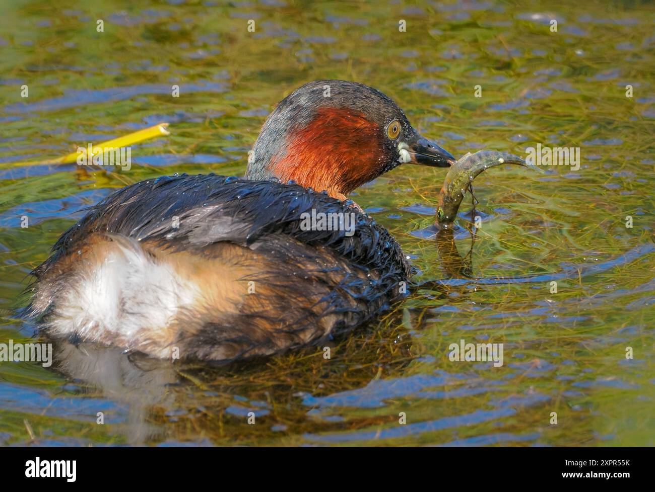 Little Grebe catching Stickleback fish, Teifi Nature Reserve, Cardigan ...