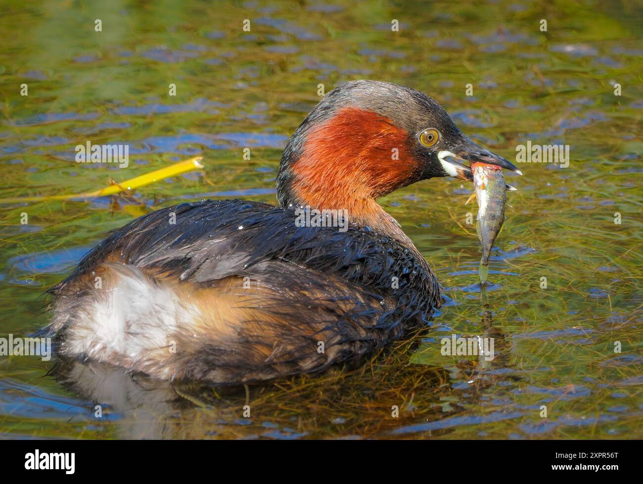 Little Grebe catching Stickleback fish, Teifi Nature Reserve, Cardigan ...