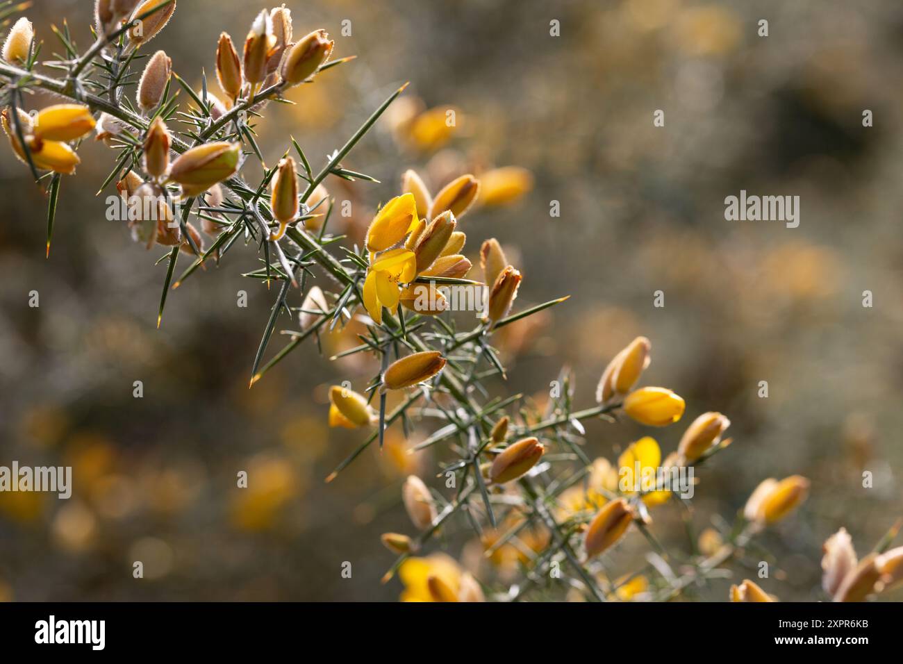 Yellow flowers of Ulex, commonly known as gorse, furze, or whin is ...