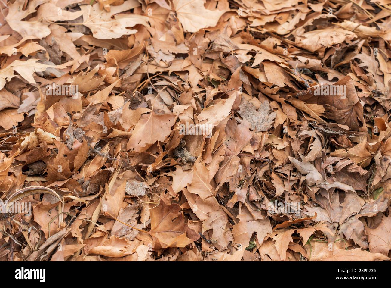 Fallen Brown Leaves on the Ground: Embracing the Arrival of Fall Season ...
