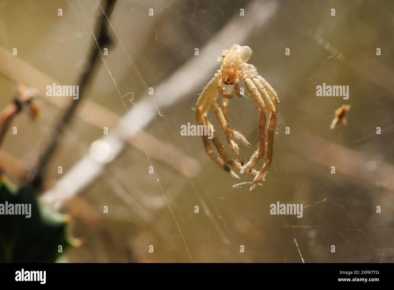 Spider exoskeleton hanging on web after molting, Bocairente, Spain ...