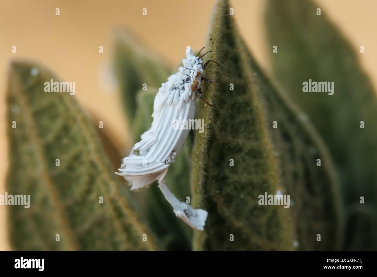 Scale rose disease hi-res stock photography and images - Alamy