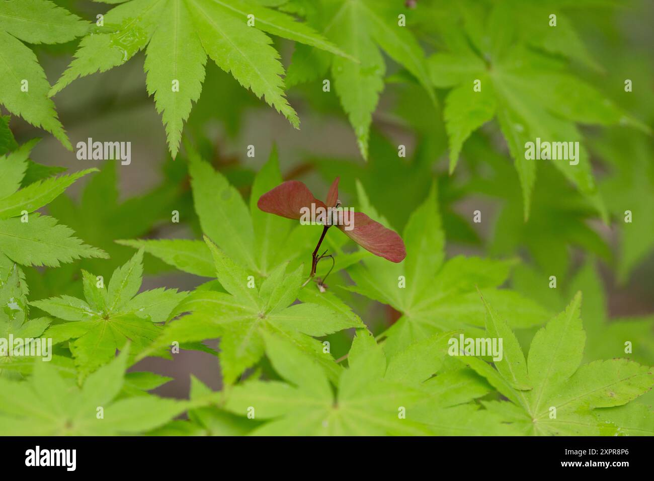 Seiryu Japanese Maple - Latin name - Acer palmatum Seiryu, natural ...