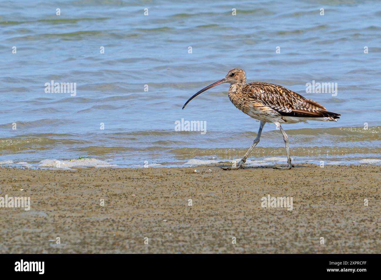 Eurasian curlew / common curlew (Numenius arquata) foraging on sandy ...