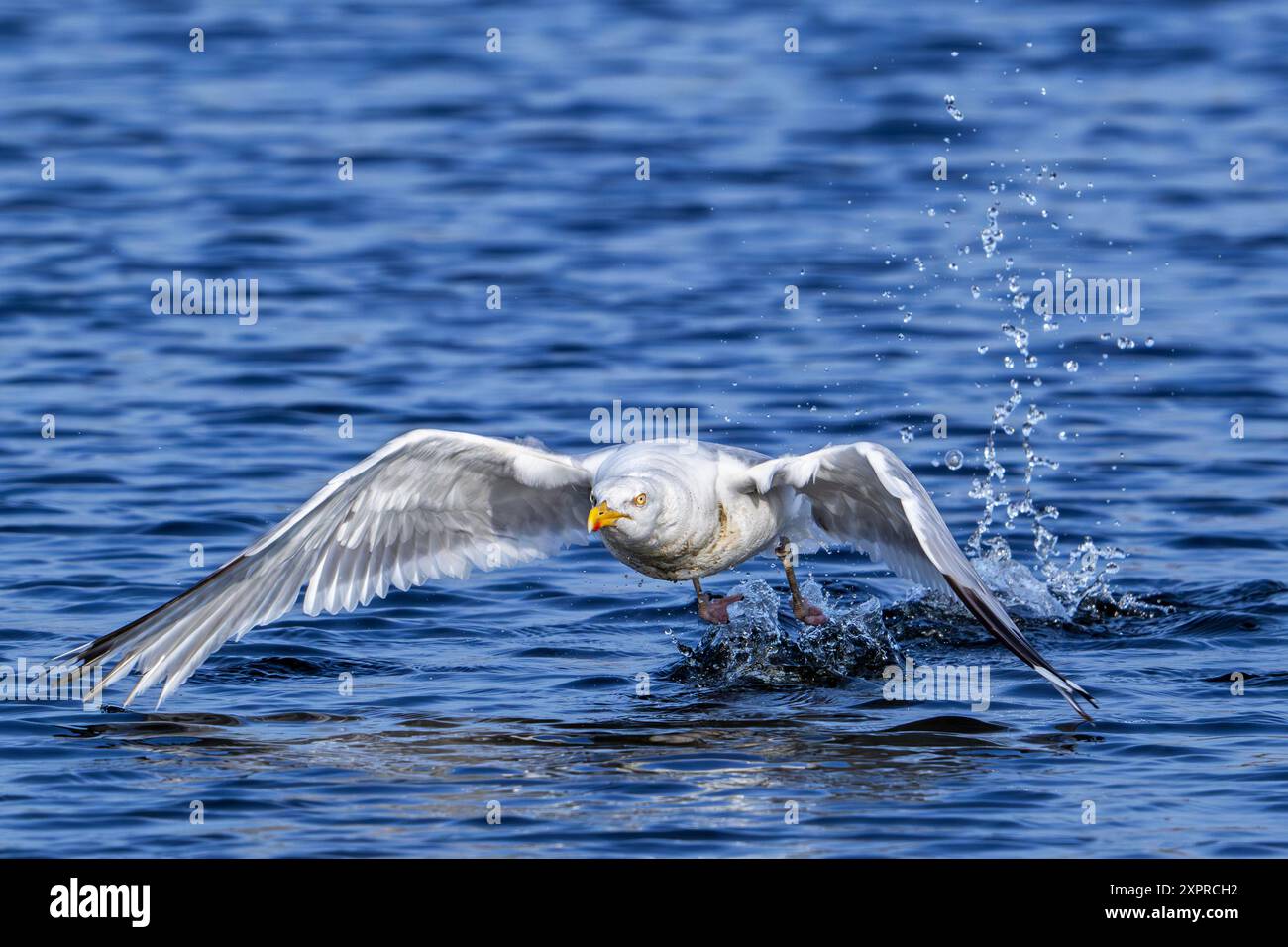 European herring gull (Larus argentatus) adult seagull taking off from ...