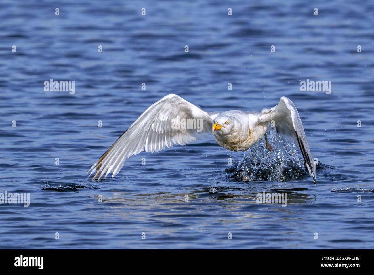 European herring gull (Larus argentatus) adult seagull taking off from ...