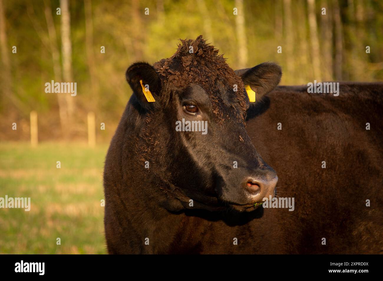Black angus cow portrait in sunlight Stock Photo - Alamy
