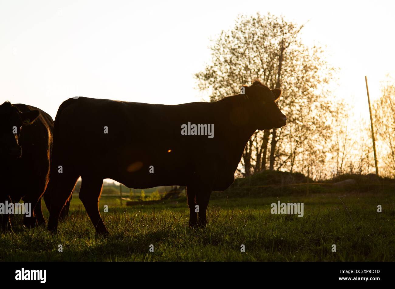 Black angus cows in summer evening sunlight Stock Photo - Alamy