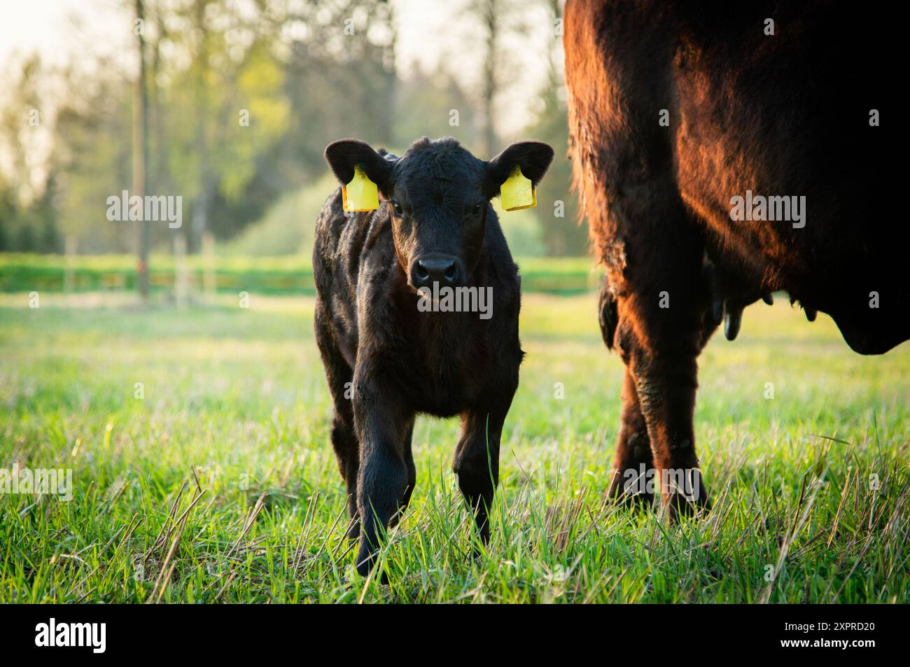 Black angus calf in summer Stock Photo - Alamy