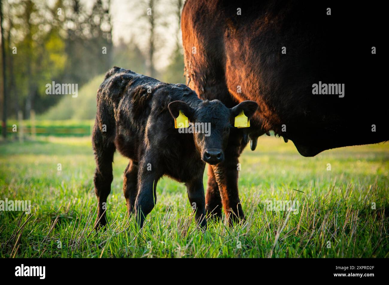 Black angus calf in summer Stock Photo - Alamy