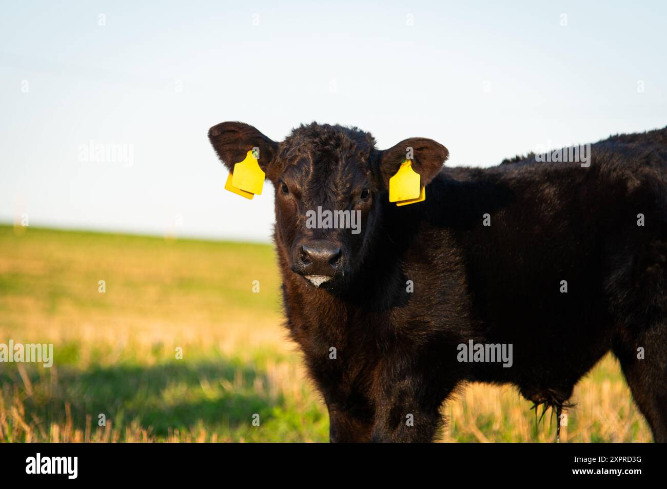 Black angus bull calf portrait Stock Photo - Alamy