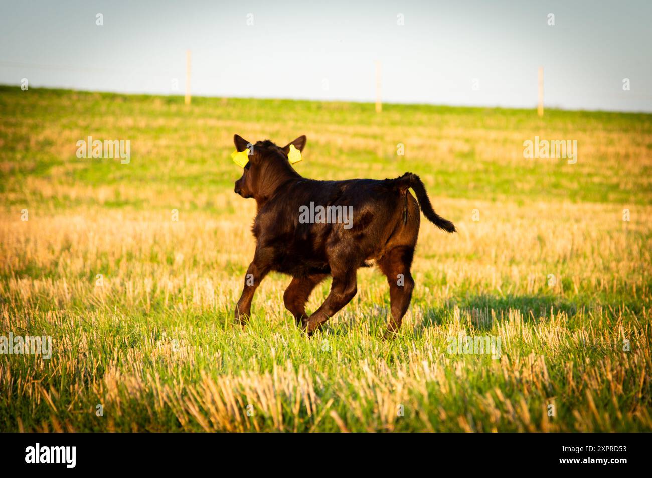 Black angus calf running away in meadow Stock Photo - Alamy
