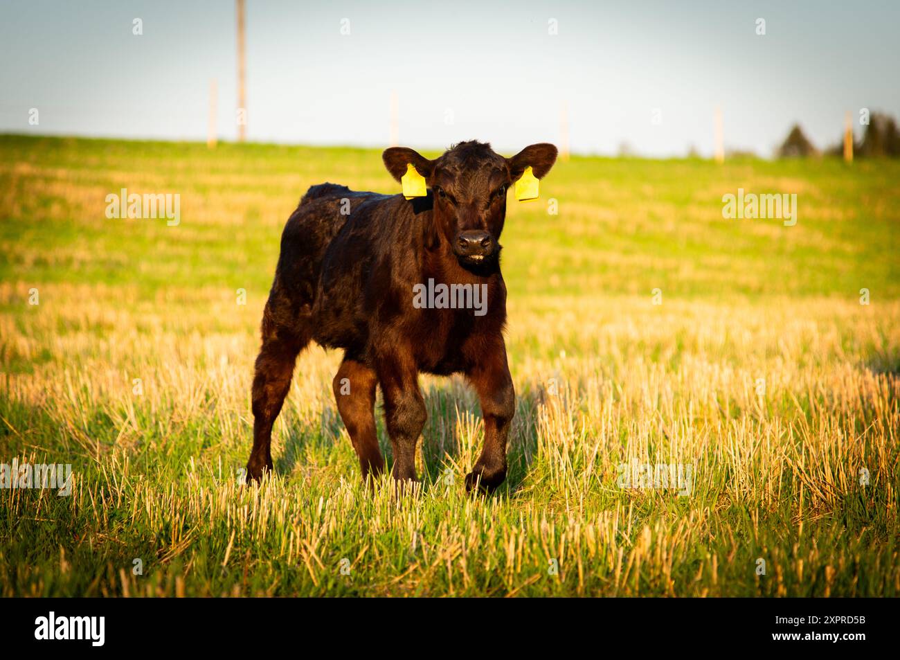 Angus cattle in grassland hi-res stock photography and images - Alamy